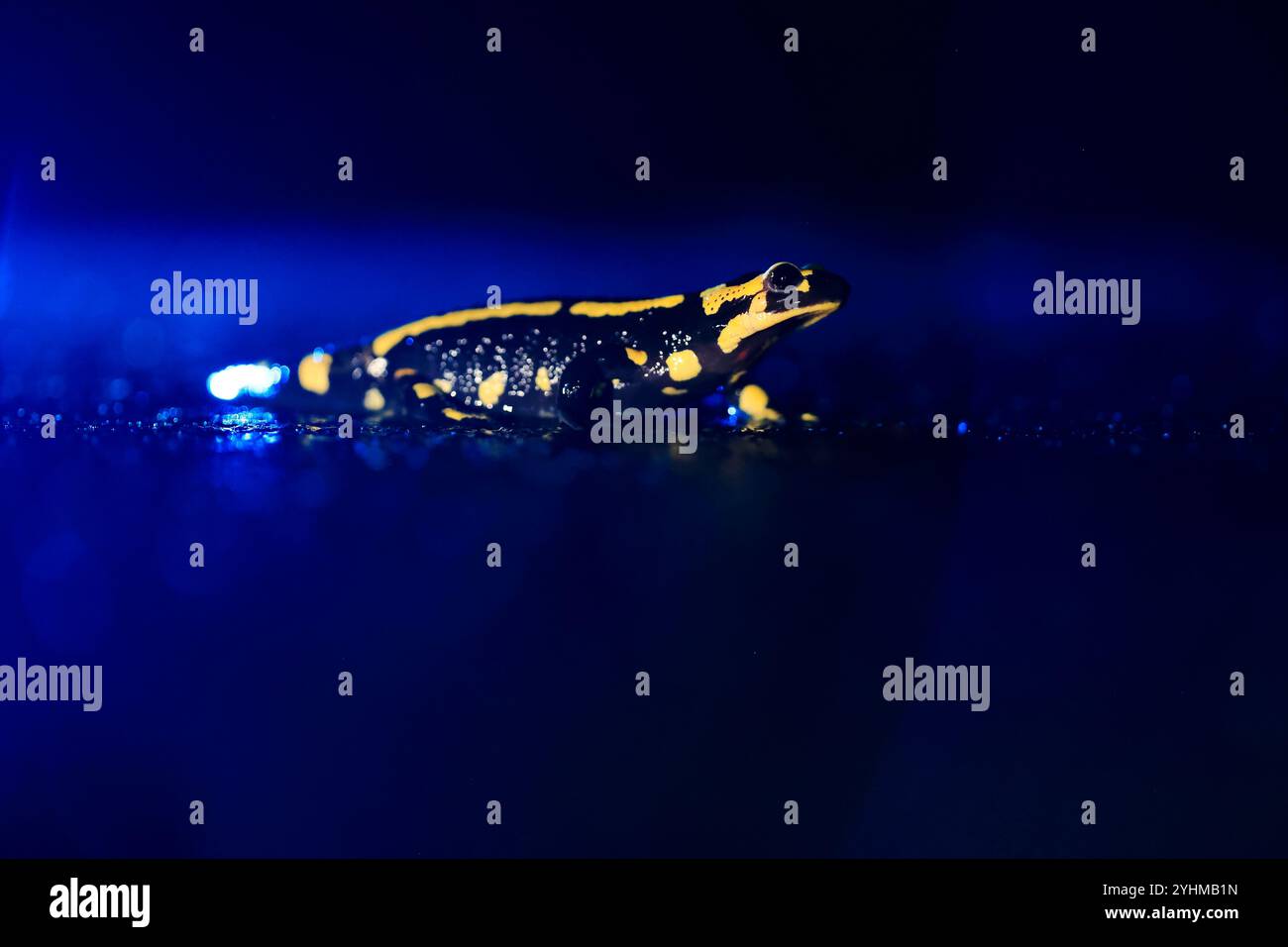 Speckled salamander (Salamandra salamandra) in blue at night, France ...