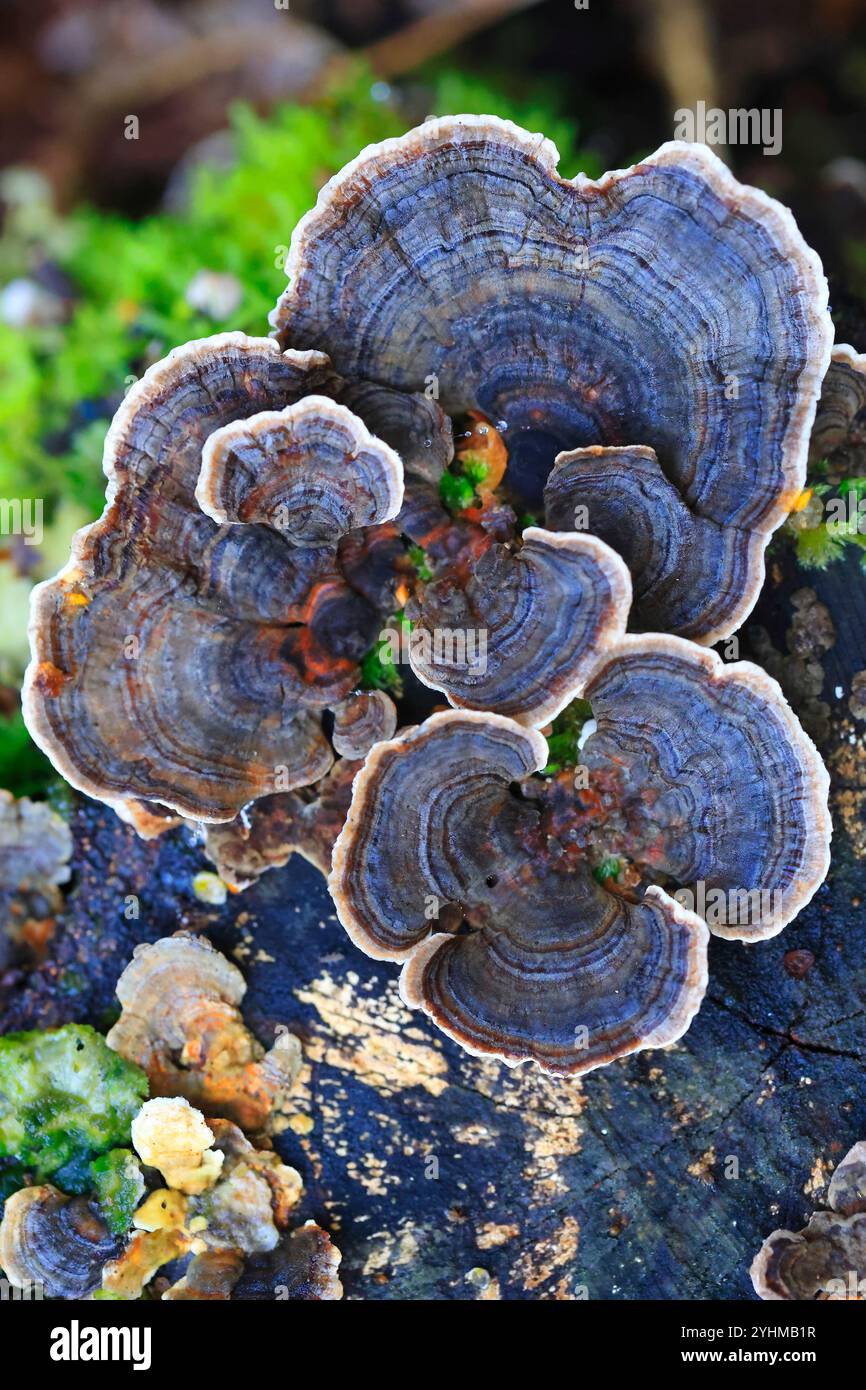 Turkey tail (Trametes versicolor) growing on a cut trunk, France Stock ...