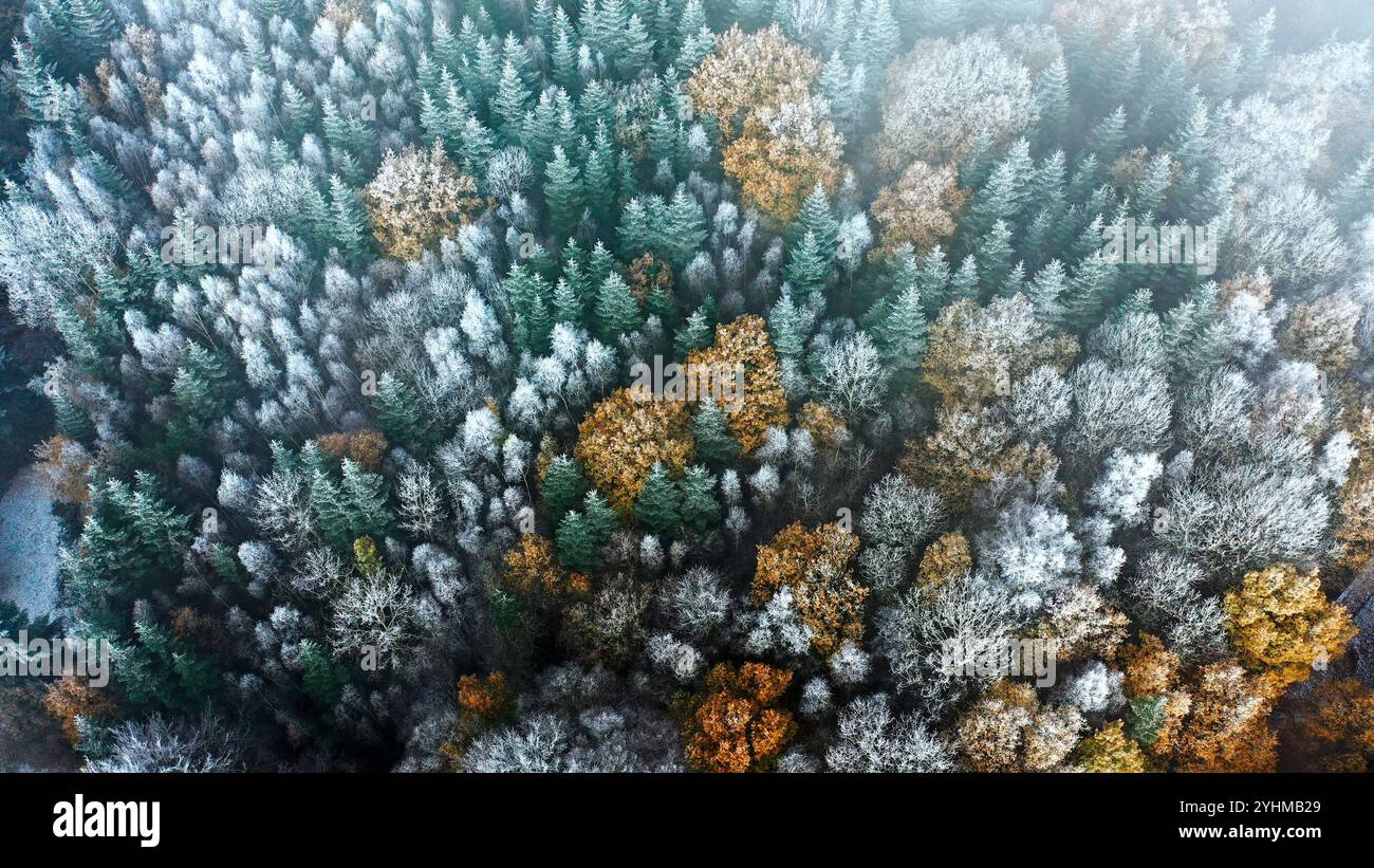 Hardwood and softwood forest in winter under freezing fog, France Stock ...