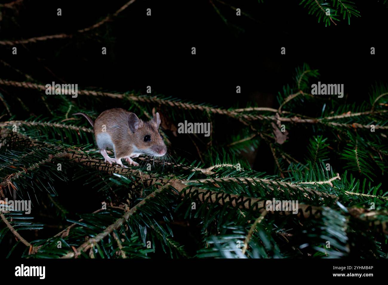 Wood mouse (Apodemus sylvaticus) on a fir tree branch at night, DSLR ...