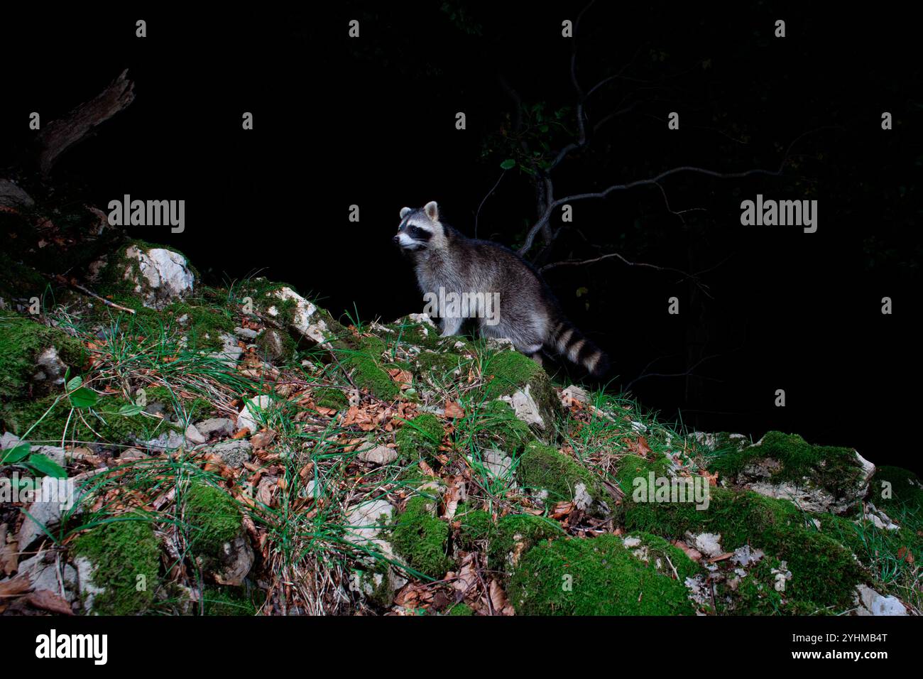 Common Raccoon (Procyon lotor), a Neozoen in Europe, photographed by a ...