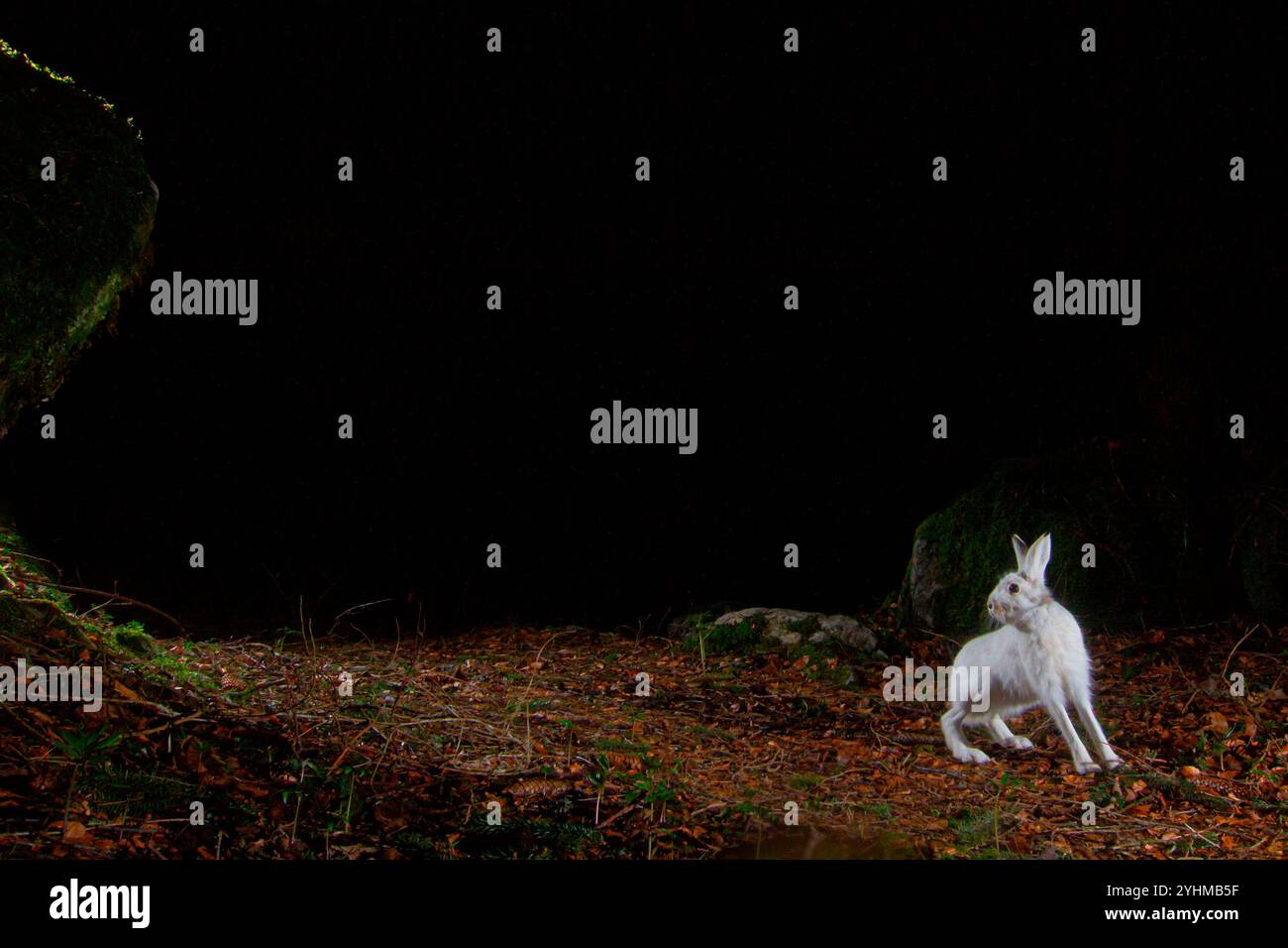 Alpine hare (Lepus timidus) in its winter coat, photographed by a DSLR ...
