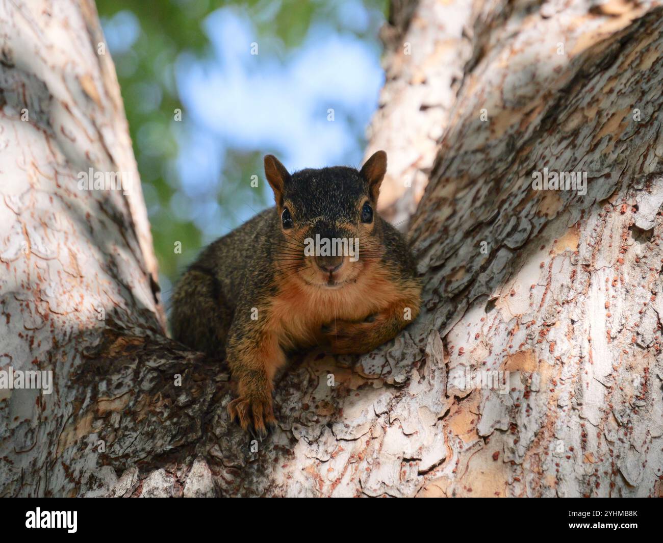 Cute Gray Squirrel Watching from Above in a Tree Stock Photo - Alamy