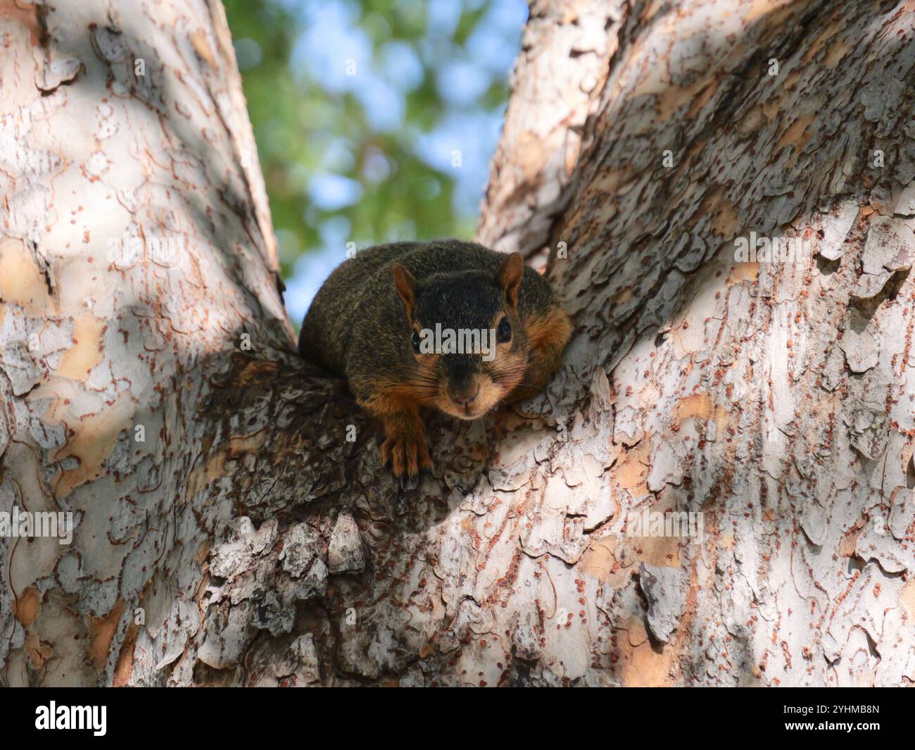Cute Gray Squirrel Watching from Above in a Tree Stock Photo - Alamy