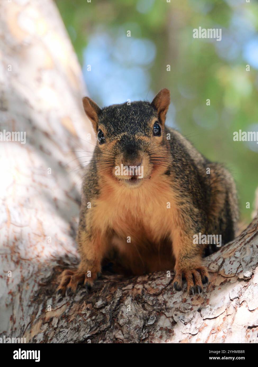 Cute Gray Squirrel Watching from Above in a Tree Stock Photo - Alamy