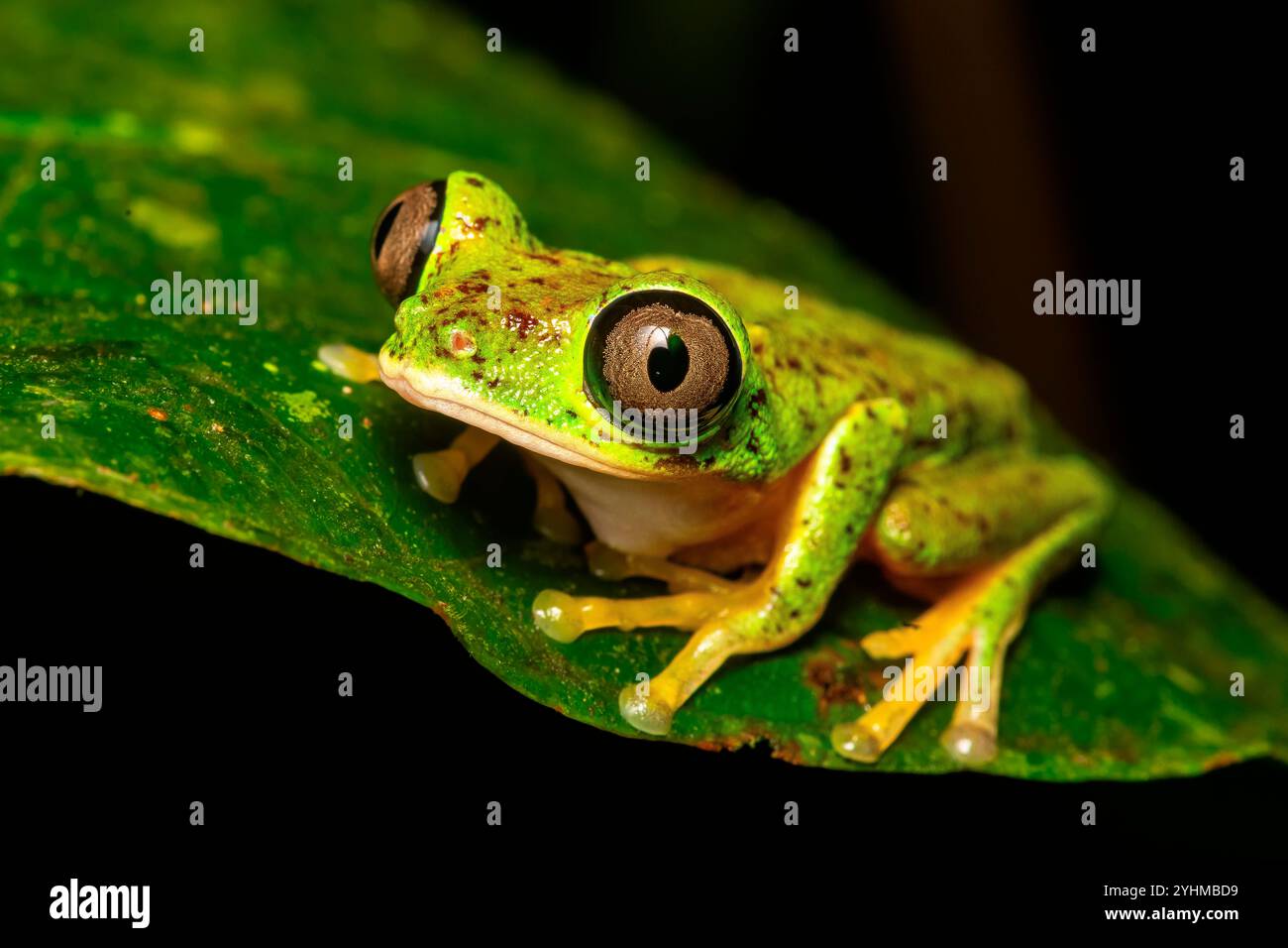 Lemur Leaf-frog (Agalychnis lemur) on leaf at night, Costa Rican ...