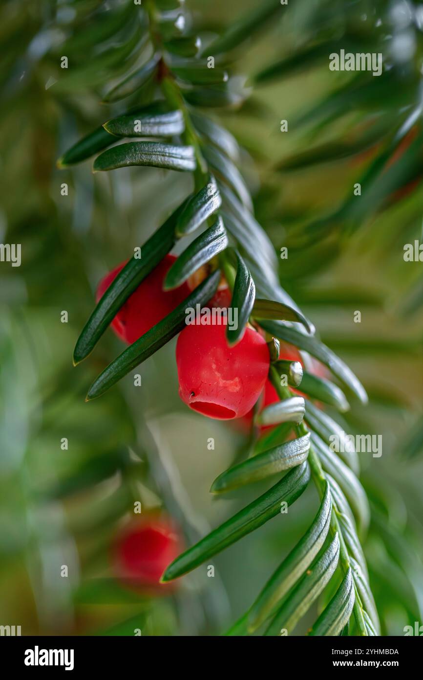 Yew (Taxus baccata) mature berries Stock Photo - Alamy