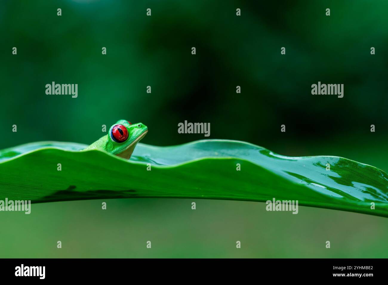 Gliding Leaf Frog (Agalychnis spurrelli) on leaf, Costa Rican arboreal ...