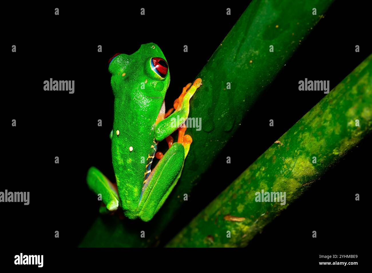 Gliding Leaf Frog (Agalychnis spurrelli) back with typical white spots ...