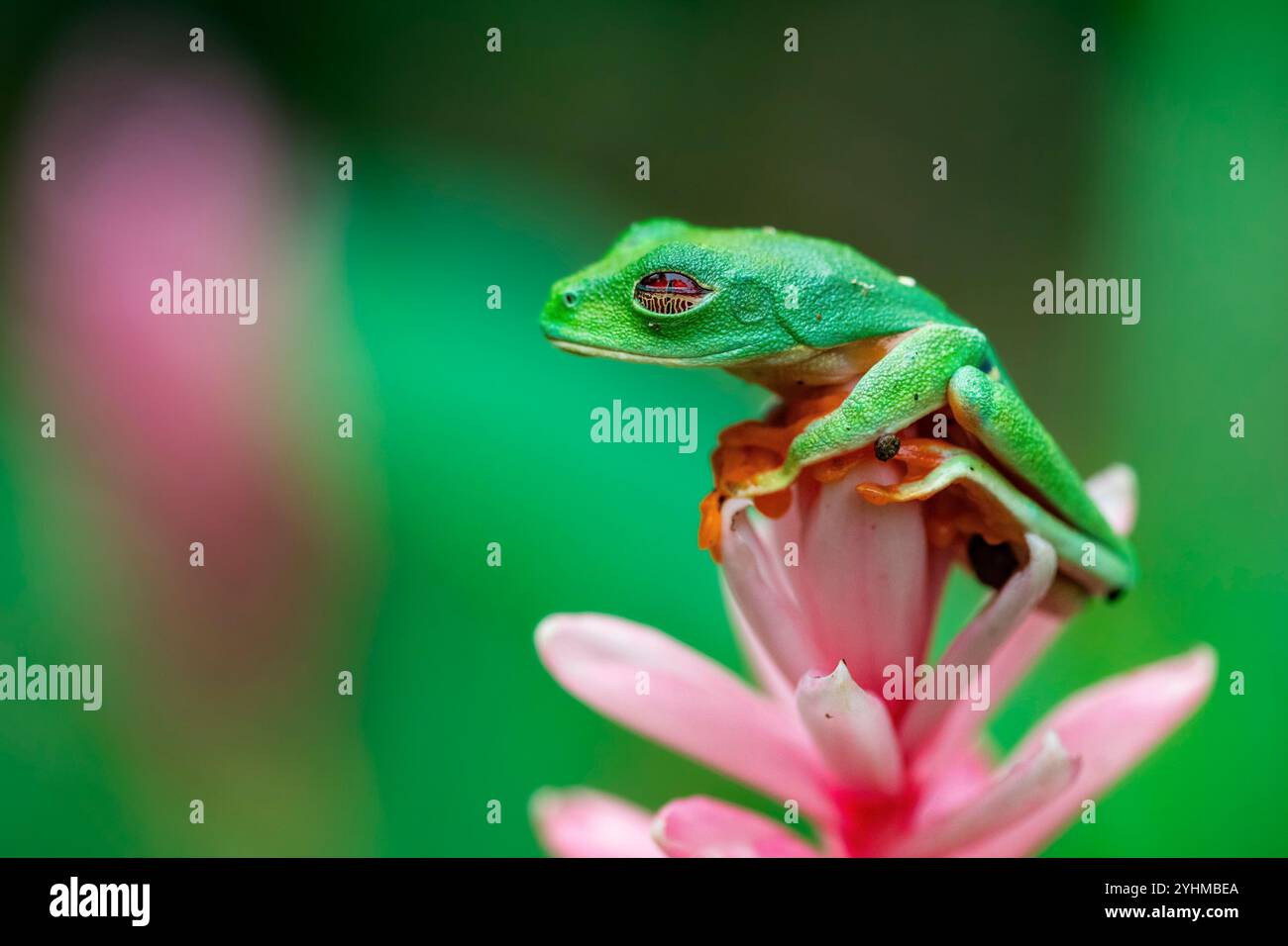Gliding Leaf Frog (Agalychnis spurrelli) on flower, Costa Rica Stock ...