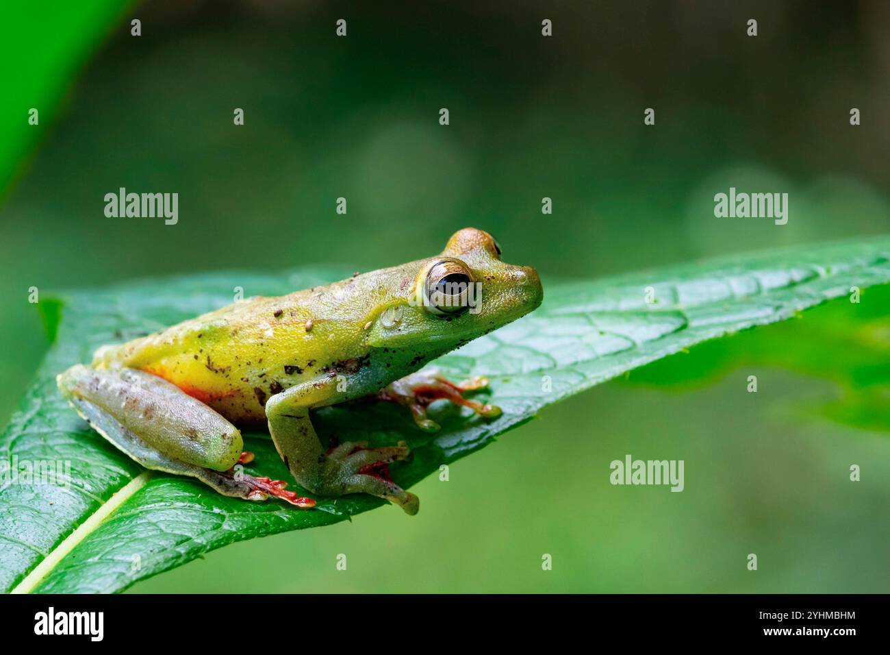 Red-webbed Tree Frog (Hypsiboas rufitelus Stock Photo - Alamy