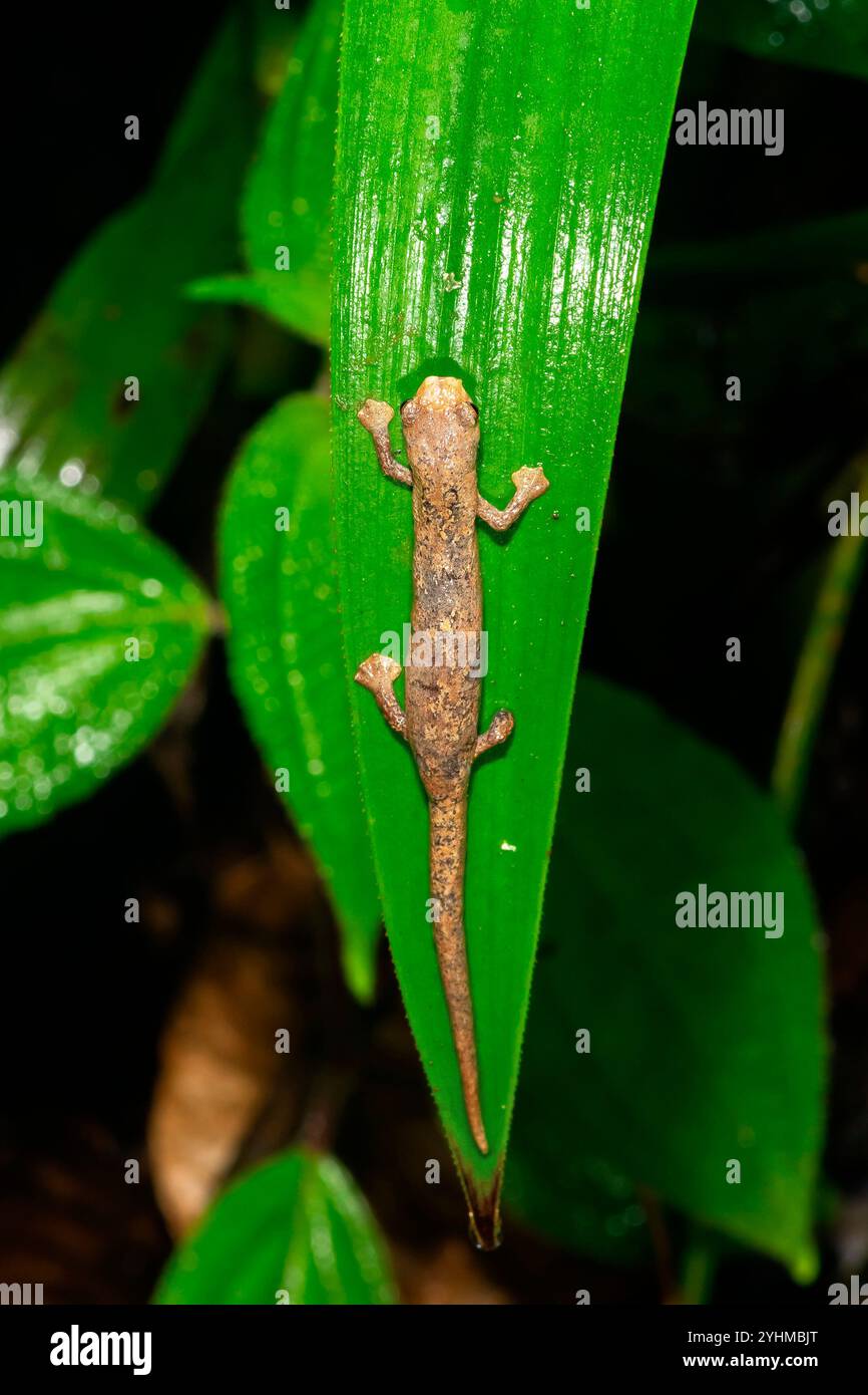 La Loma salamander (Bolitoglossa colonnea) on a leaf, Costa Rica Stock ...