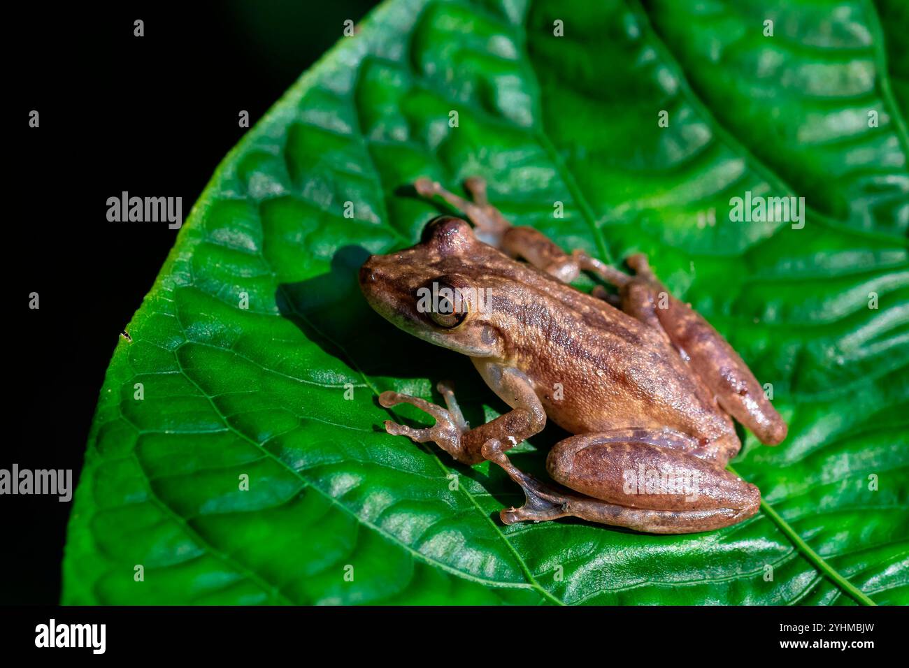 Cross-banded Treefrog (Smilisca puma) on leaf, Costa Rica Stock Photo - Alamy