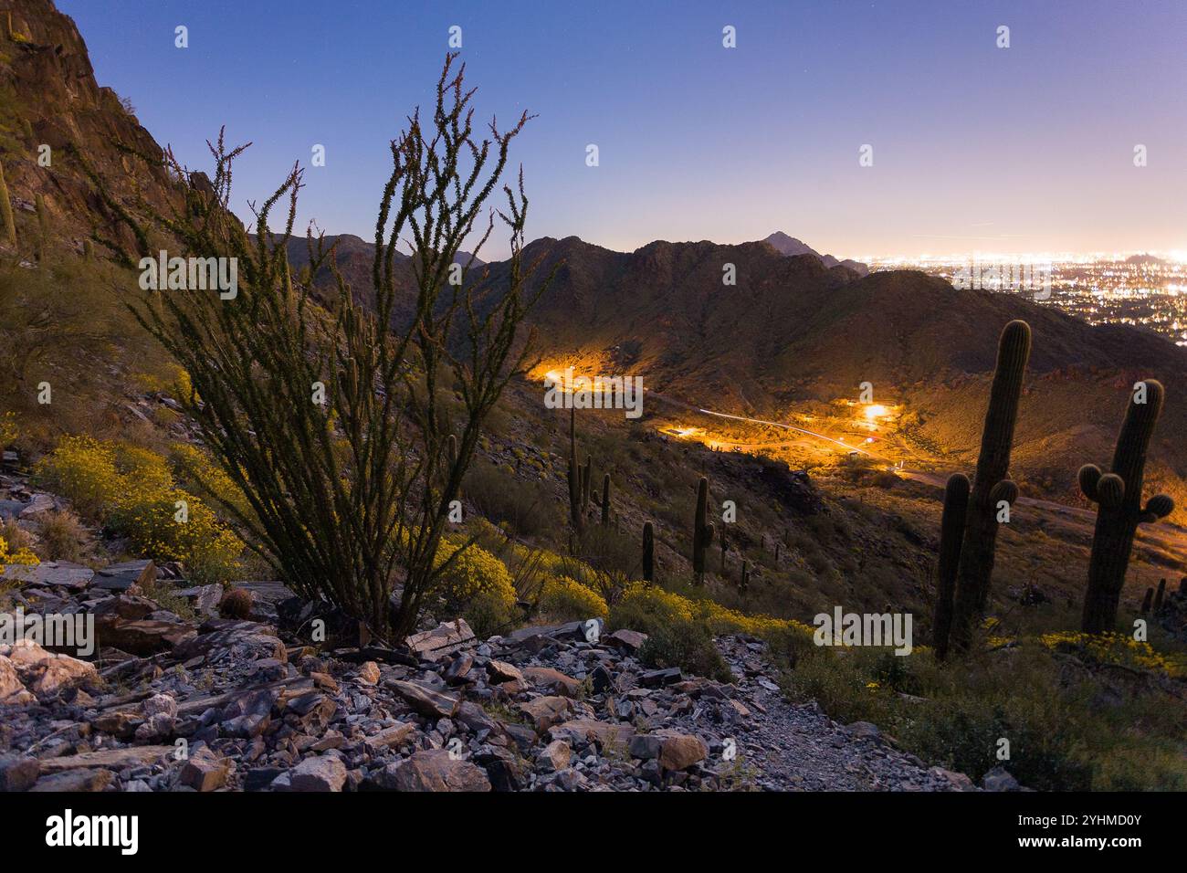 An ocotillo standing along the Piestawa Peak Trail above the urban ...