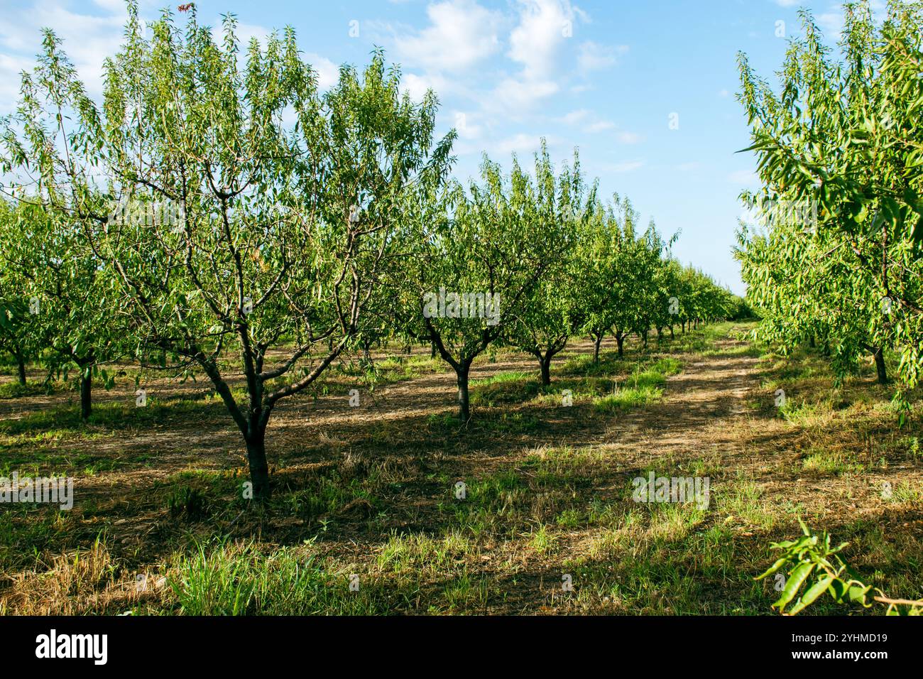 Almond tree cross pollination hi-res stock photography and images - Alamy