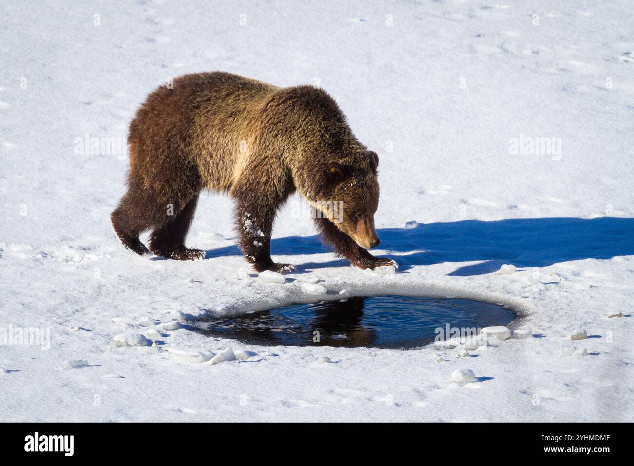 Jackson hole grizzly bear hi-res stock photography and images - Alamy