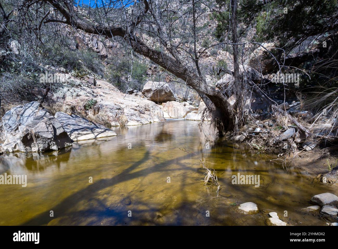 A slow moving part of a creek creating a small pool below a cottonwood ...