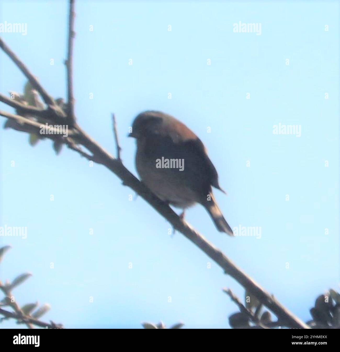 Crithagra totta hi-res stock photography and images - Alamy