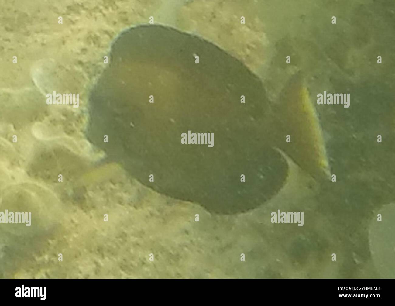 Surgeonfishes, Tangs, and Unicornfishes (Acanthuridae Stock Photo - Alamy