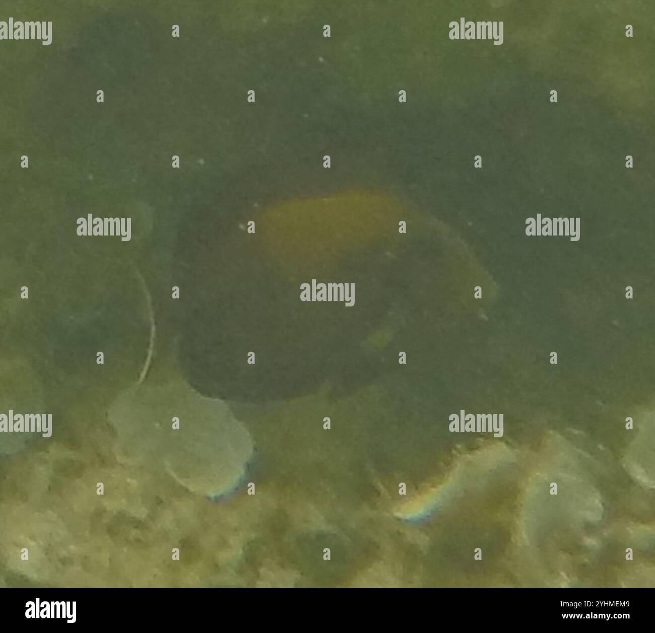 Surgeonfishes, Tangs, and Unicornfishes (Acanthuridae Stock Photo - Alamy