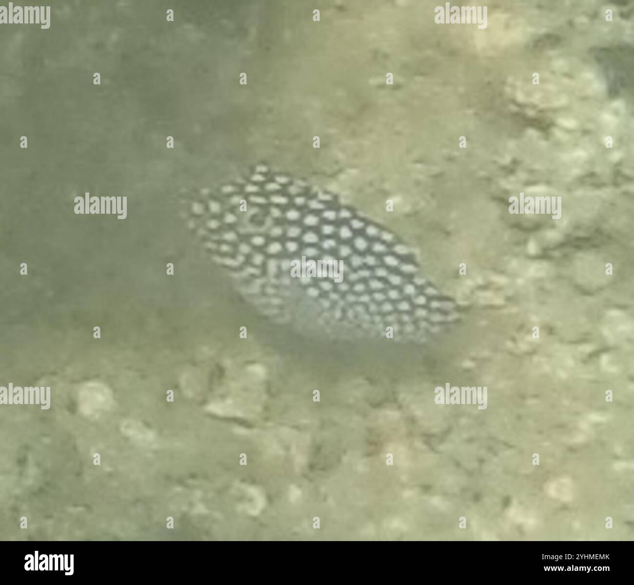Hawaiian Spotted Toby (Canthigaster jactator Stock Photo - Alamy