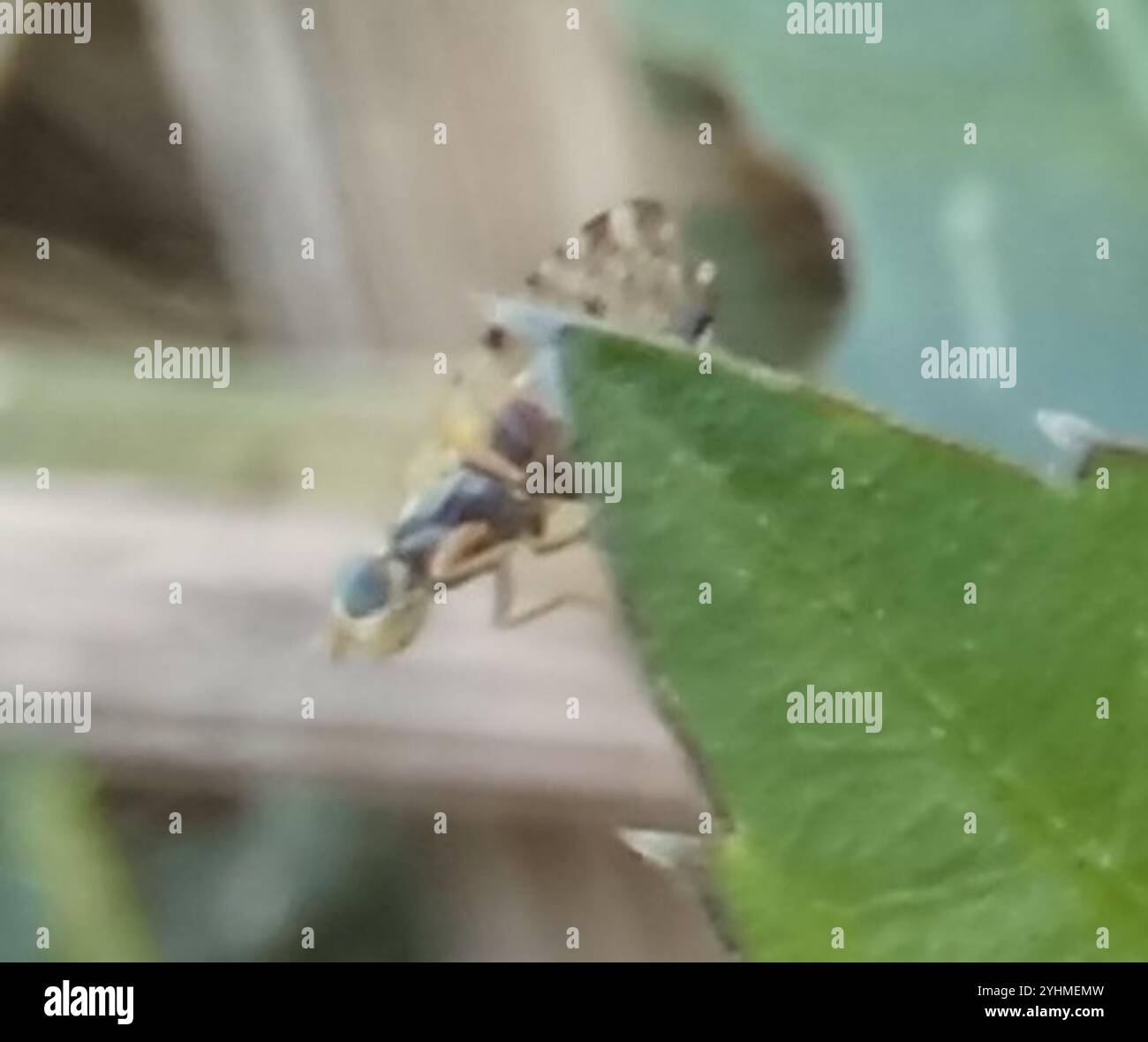 Fruit Flies (Tephritidae Stock Photo - Alamy