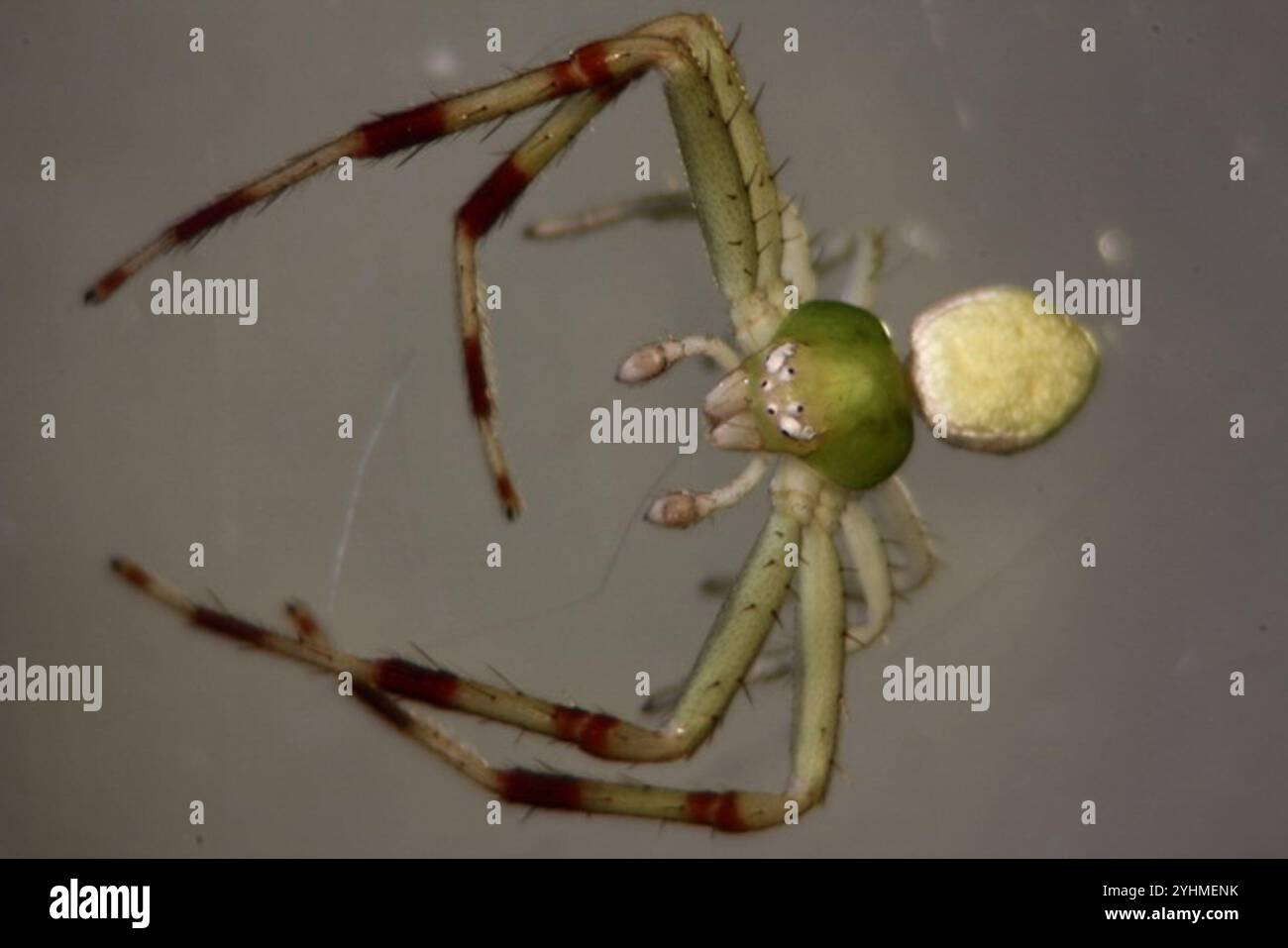 Triangle Crab Spider (Ebrechtella tricuspidata Stock Photo - Alamy