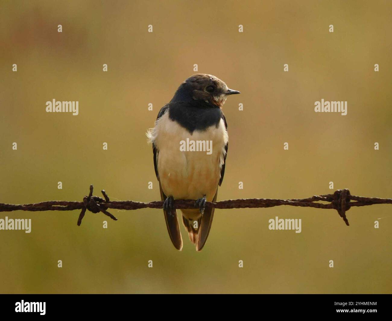 White-bellied Barn Swallow (Hirundo rustica rustica Stock Photo - Alamy
