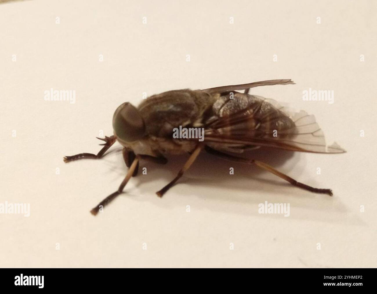 Dark Giant Horse Fly (Tabanus sudeticus Stock Photo - Alamy