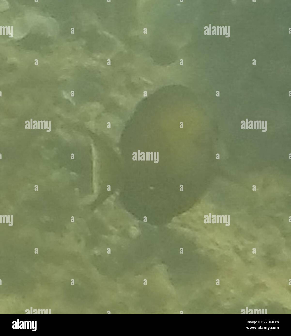 Surgeonfishes, Tangs, and Unicornfishes (Acanthuridae Stock Photo - Alamy