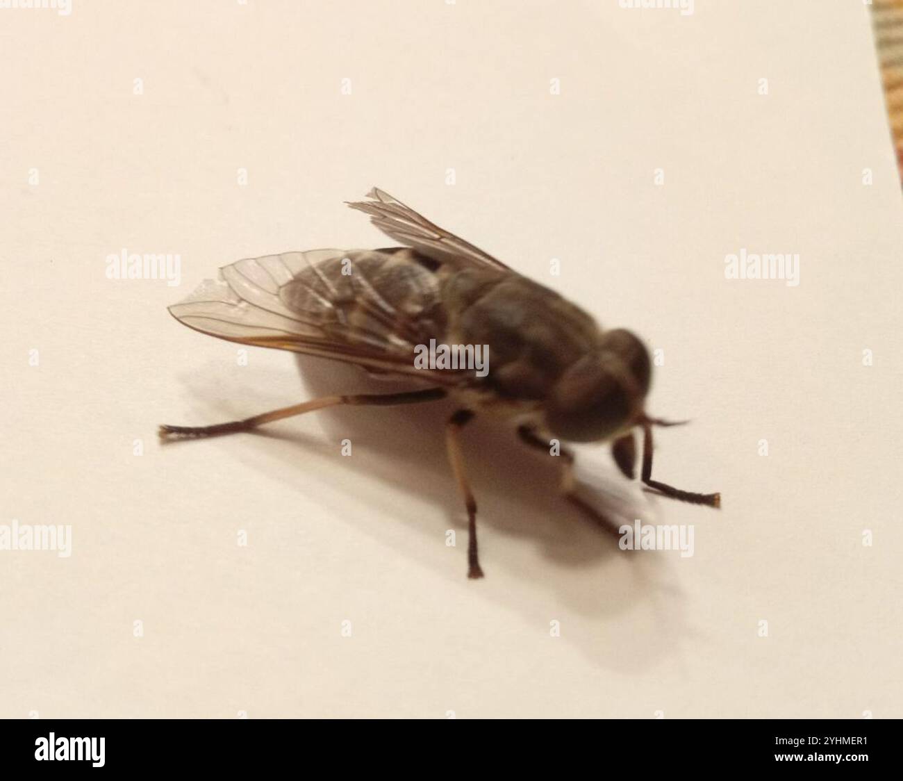 Dark Giant Horse Fly (Tabanus sudeticus Stock Photo - Alamy