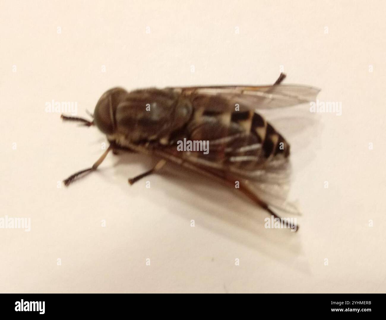 Dark Giant Horse Fly (Tabanus sudeticus Stock Photo - Alamy