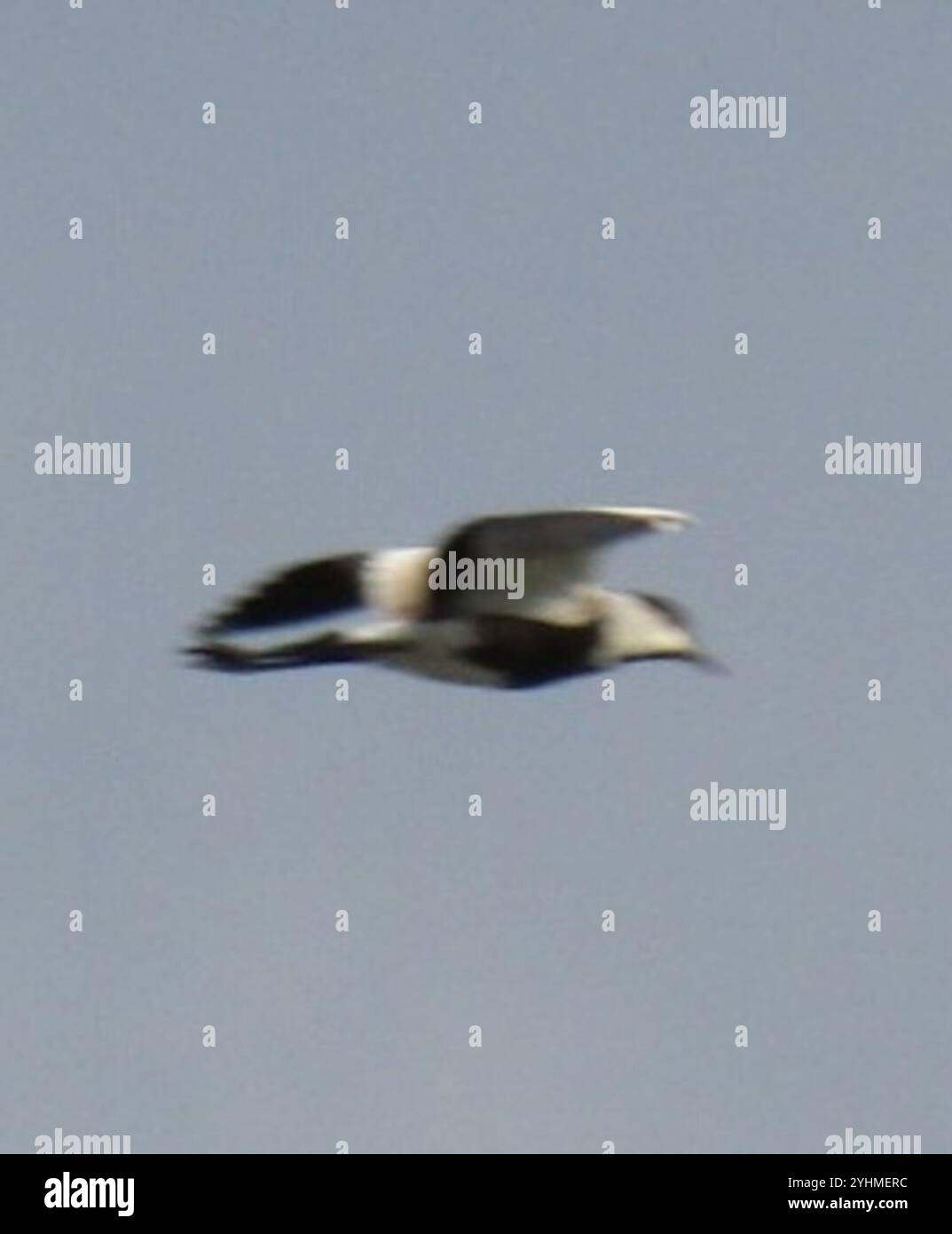 Spur-winged Lapwing (Vanellus spinosus Stock Photo - Alamy