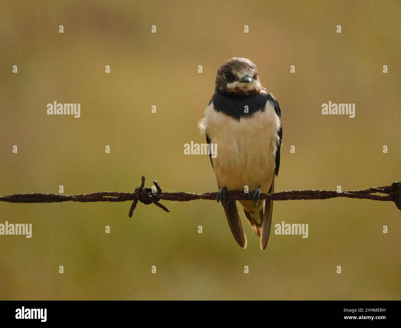 White-bellied Barn Swallow (Hirundo rustica rustica Stock Photo - Alamy