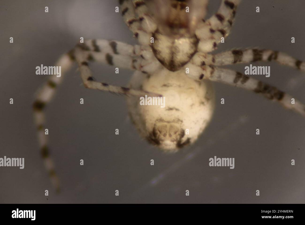 Pirate Spiders (Mimetidae Stock Photo - Alamy