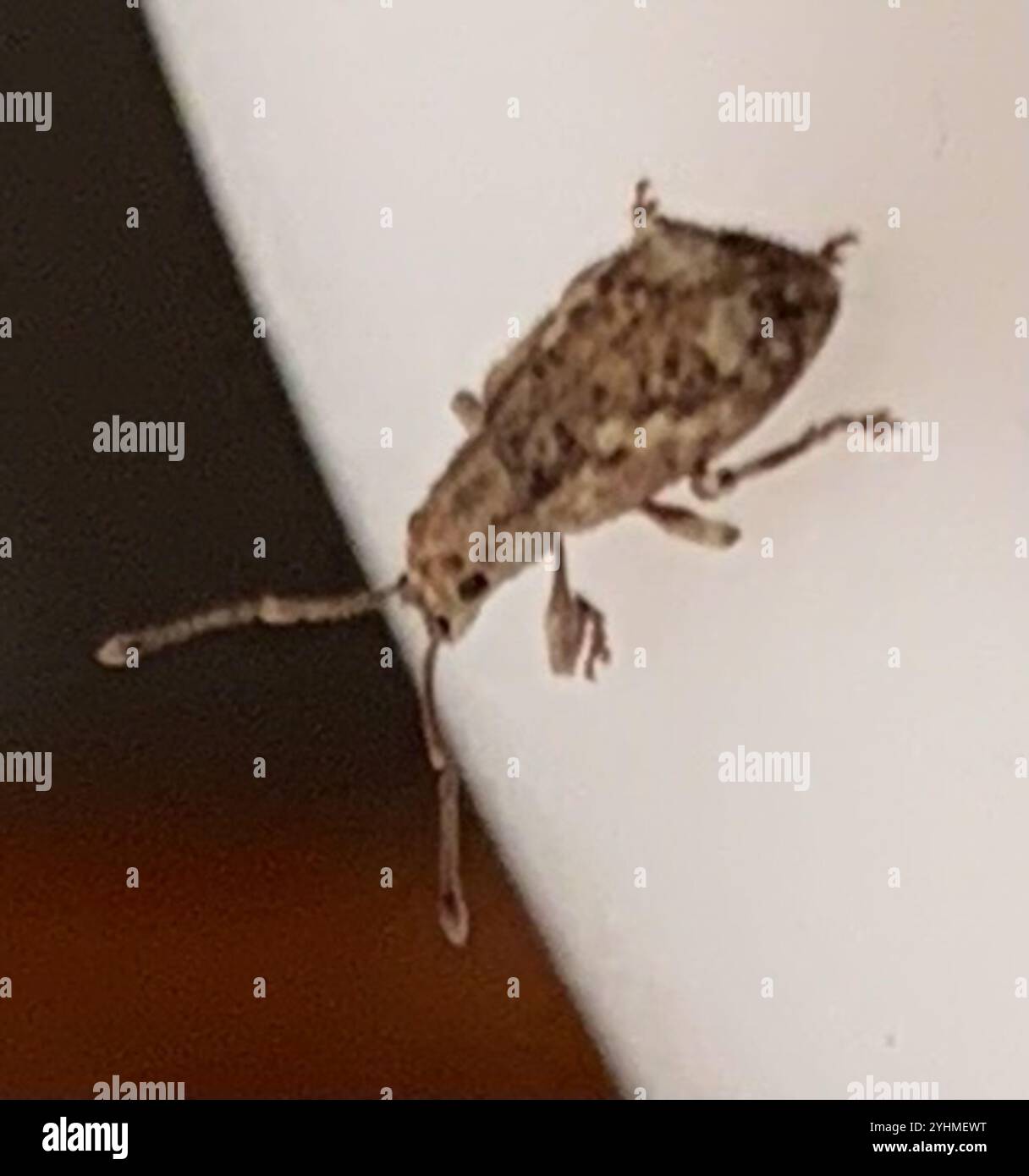 Peach weevil hi-res stock photography and images - Alamy