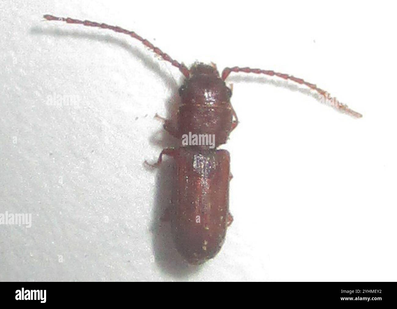 Lined flat bark beetles hi-res stock photography and images - Alamy