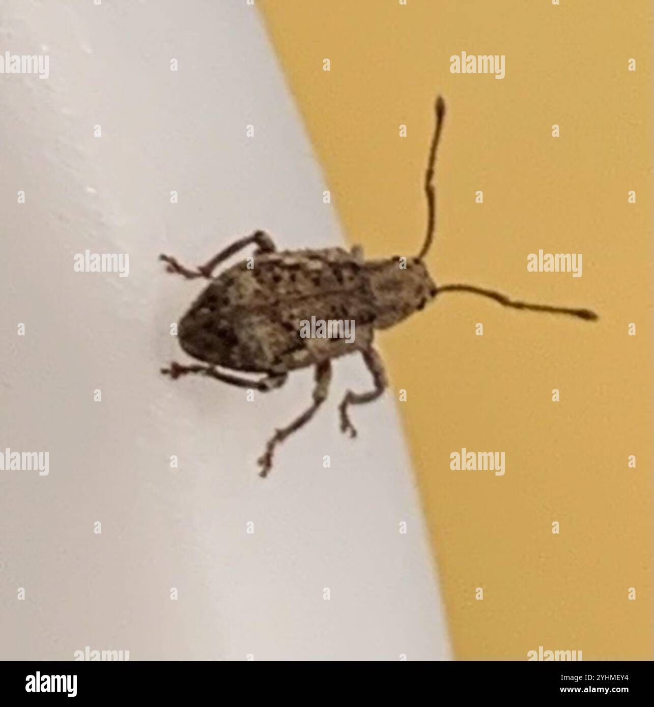 Peach Root Weevil (Pseudoedophrys hilleri Stock Photo - Alamy