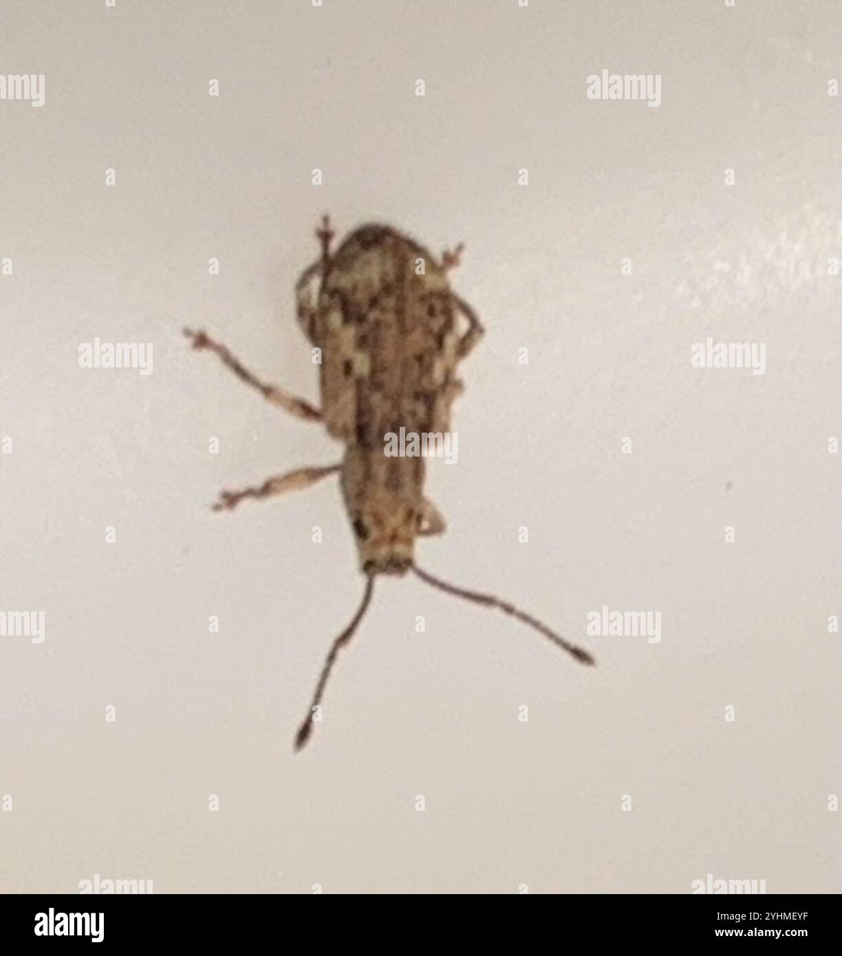 Peach weevil hi-res stock photography and images - Alamy