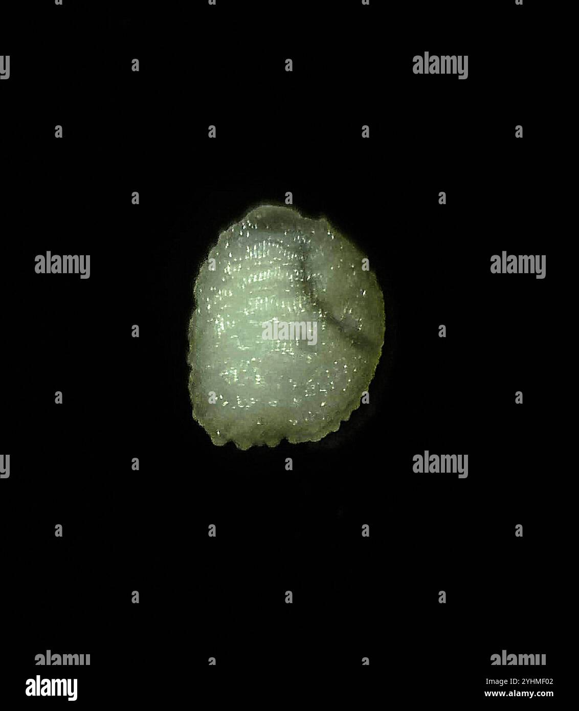 Durban Crowfoot (Dactyloctenium aegyptium Stock Photo - Alamy