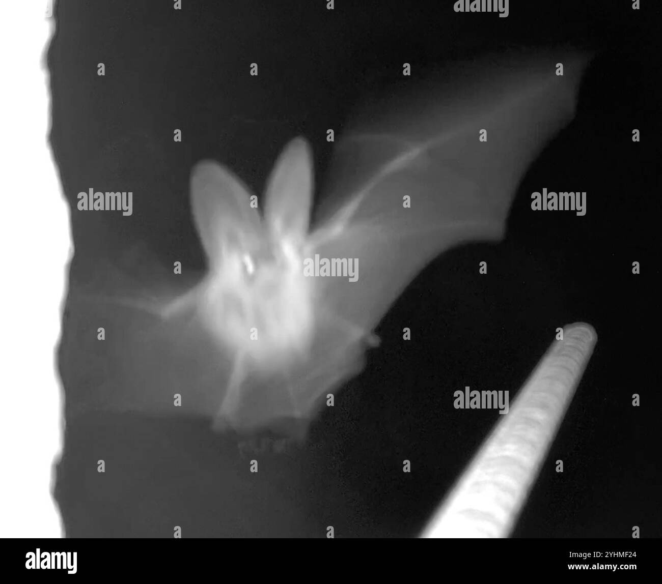 Long-eared Bats (Plecotus Stock Photo - Alamy