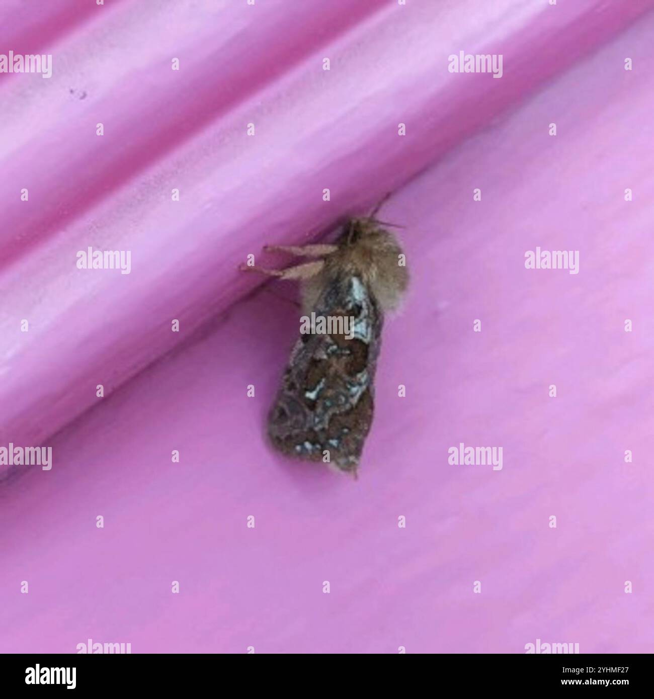 Map-winged Swift (Korscheltellus fusconebulosa Stock Photo - Alamy