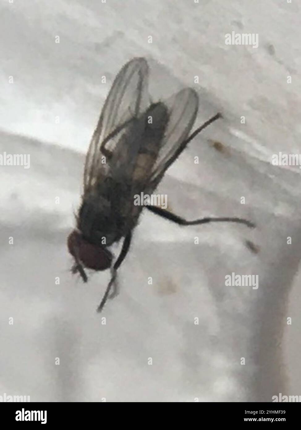 Lesser House Fly (Fannia canicularis Stock Photo - Alamy