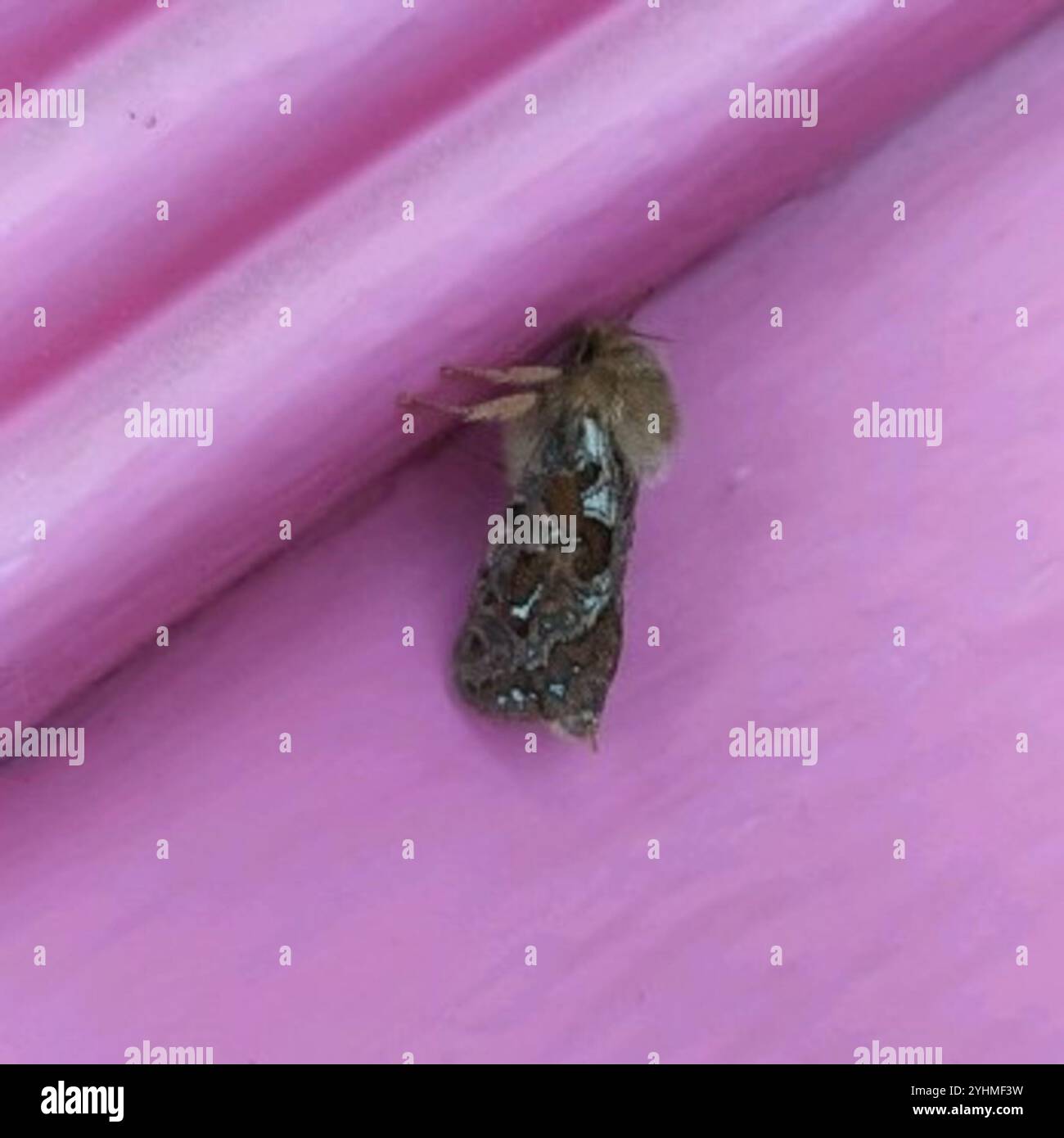 Map-winged Swift (Korscheltellus fusconebulosa Stock Photo - Alamy