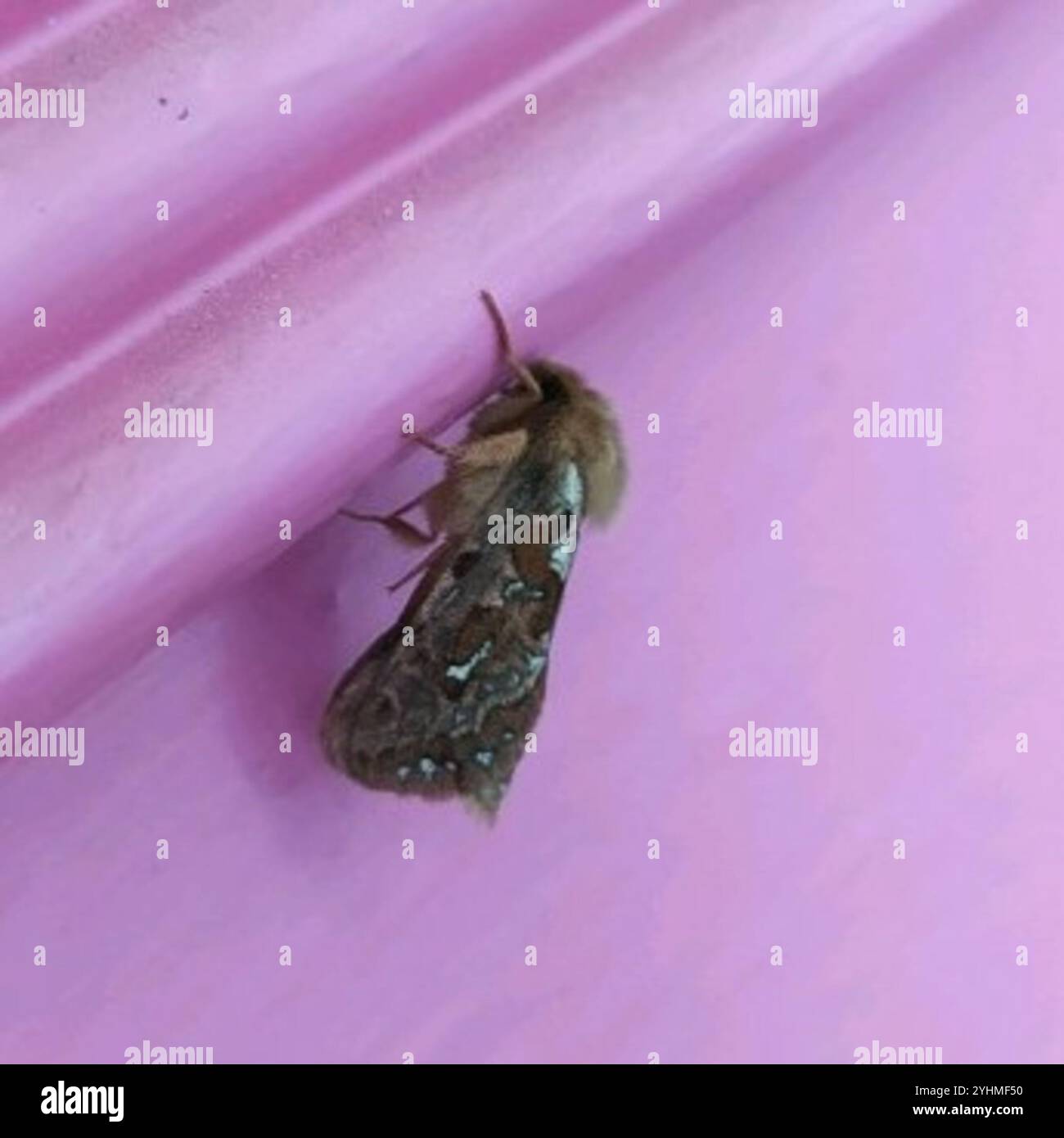 Map-winged Swift (Korscheltellus fusconebulosa Stock Photo - Alamy
