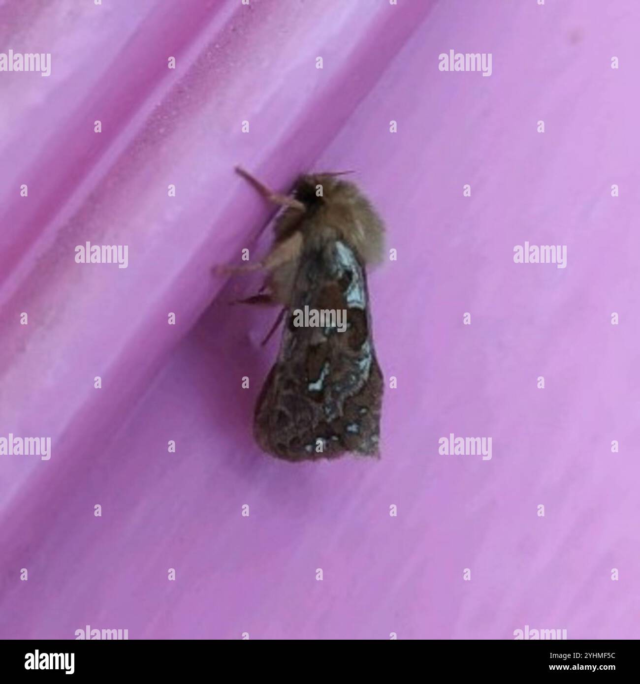 Map-winged Swift (Korscheltellus fusconebulosa Stock Photo - Alamy