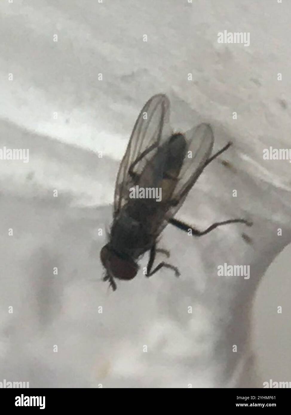 Lesser House Fly (Fannia canicularis Stock Photo - Alamy