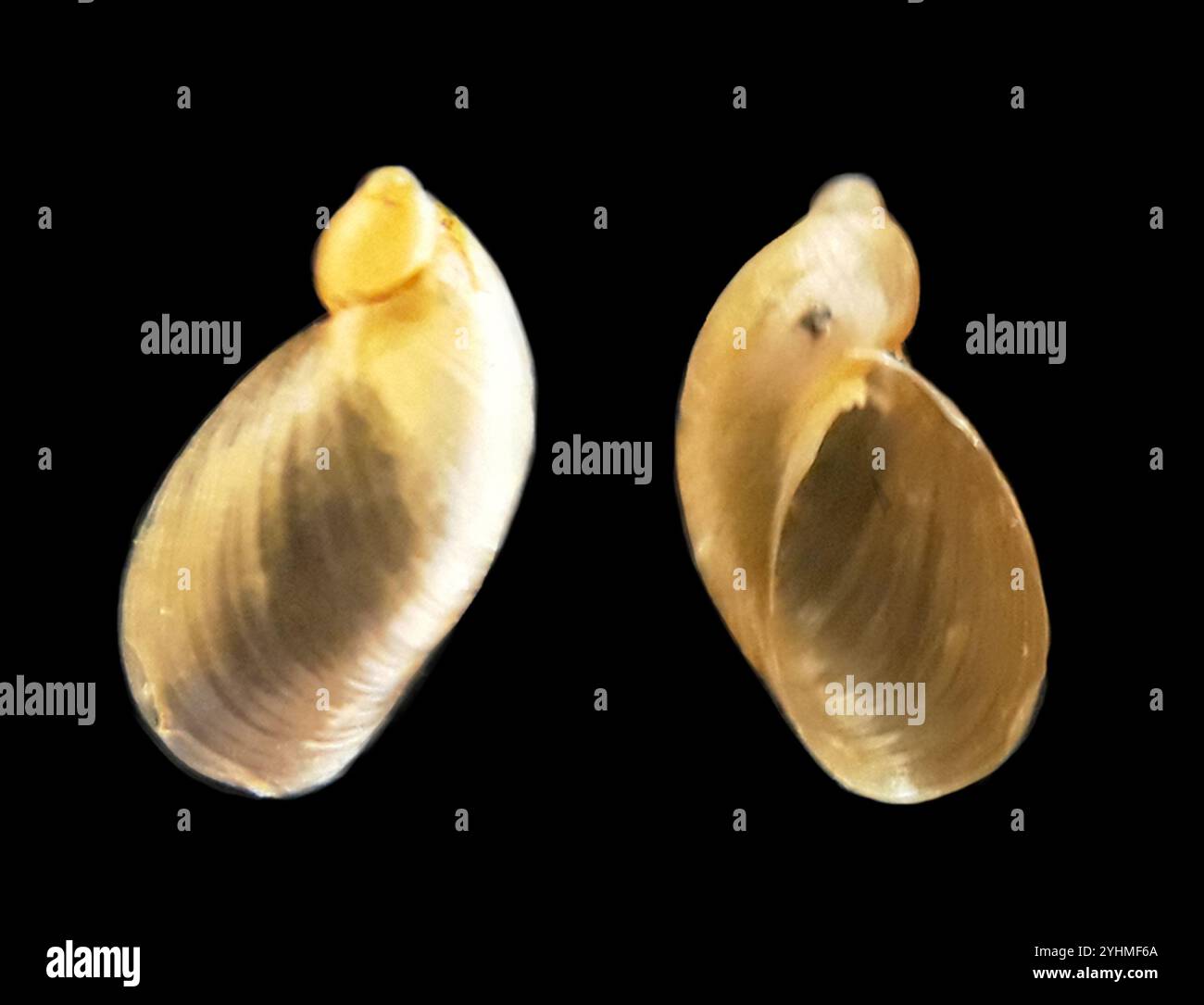 Oxyloma elegans hi-res stock photography and images - Alamy