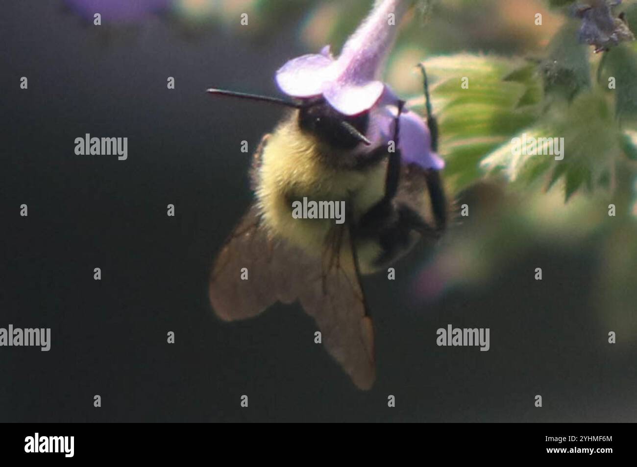 Two spotted bumble bee hi-res stock photography and images - Alamy