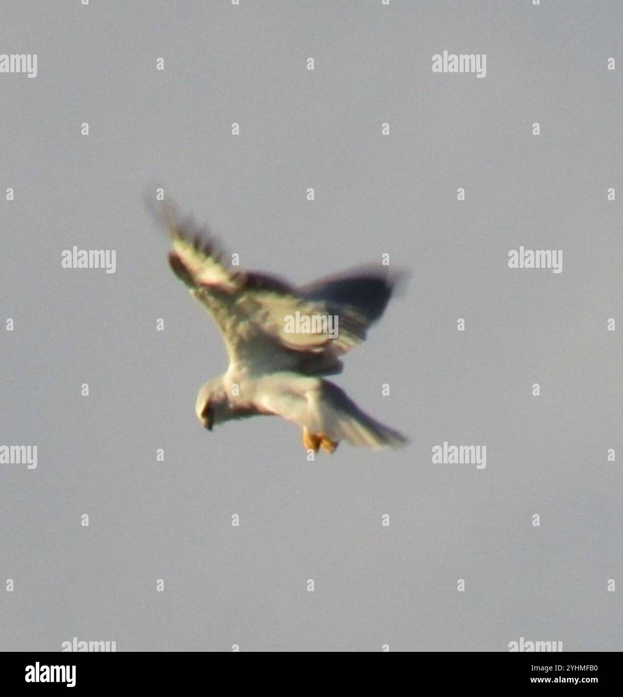 Black-winged Kite (Elanus caeruleus Stock Photo - Alamy